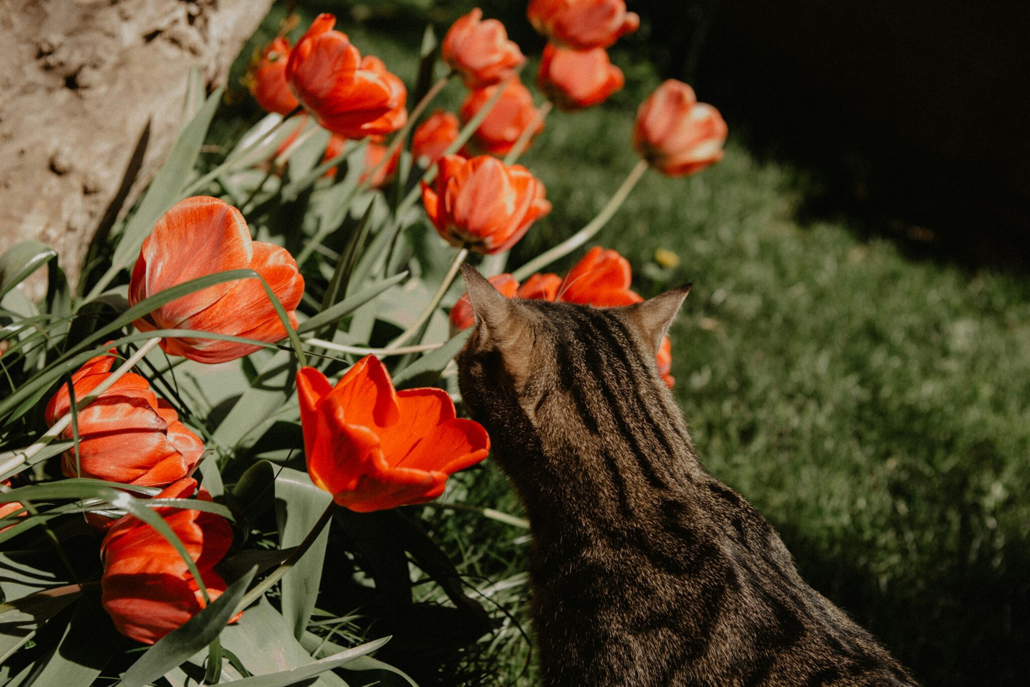 Spring is Here in Burlington: How to Safely Get Your Dog Back Outside ...